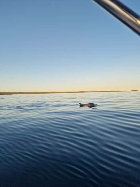 Rovinj: Shared Dolphin and Sunset Tour with Drinks - Who Should Consider This Tour?