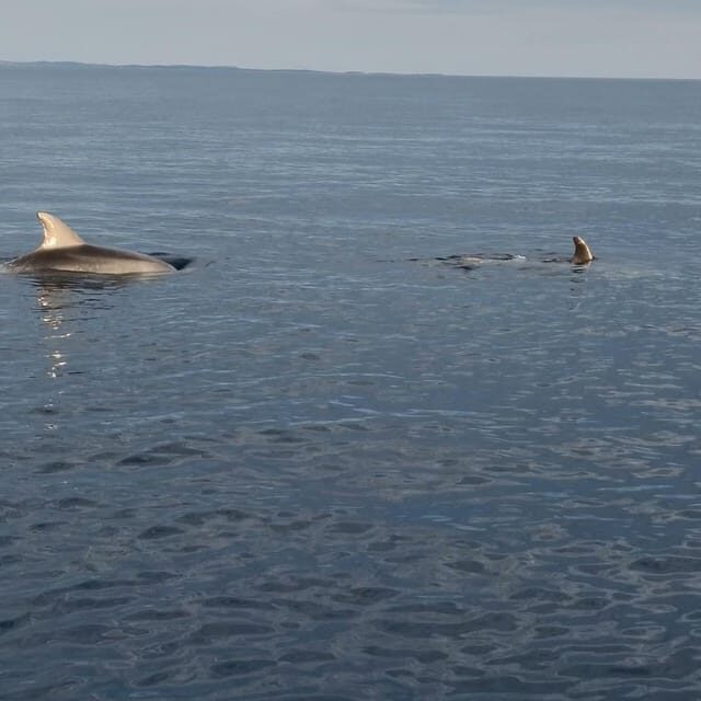Rovinj: Shared Dolphin and Sunset Tour with Drinks - The Sum Up