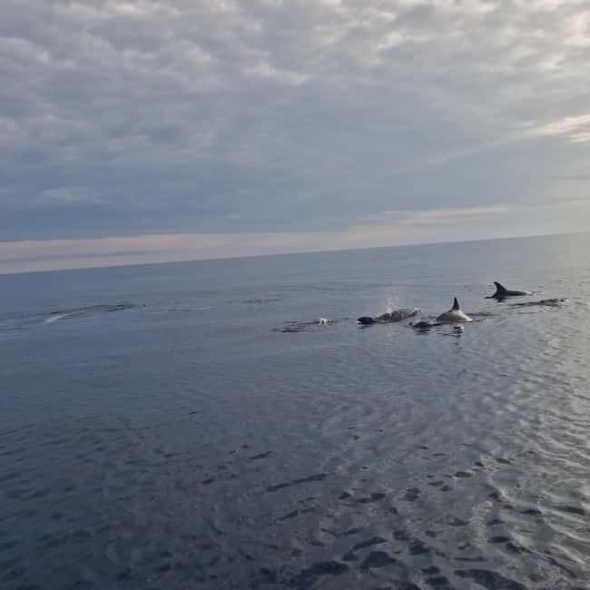 Rovinj: Shared Dolphin and Sunset Tour with Drinks - FAQs