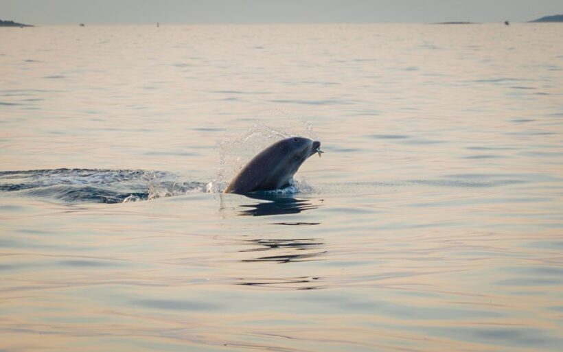 Rovinj: Sunrise Dolphins & Fishermen at Work Speedboat Tour - An In-Depth Look at the Rovinj Sunrise Dolphin & Fishermen Tour
