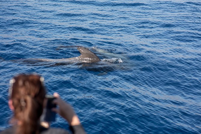 Royal Delfin - 2Hour Sustainable Dolphin & Whale Watching Mini Cruise - What to Expect During the Cruise