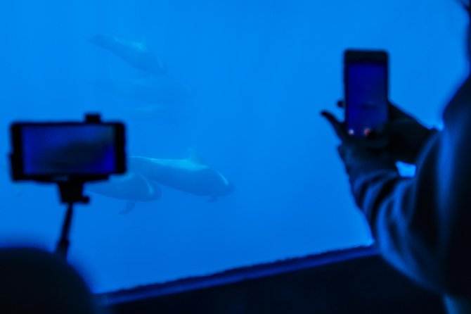 Royal Delfin 3H Dolphin & Whale Watching! Swimming & Lunch! - Tour Features
