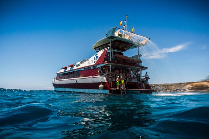 Royal Delfin 3H Dolphin & Whale Watching! Swimming & Lunch! - Meeting and Logistics
