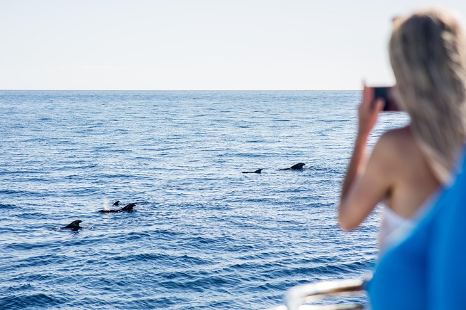 Royal Delfin 3H Dolphin & Whale Watching! Swimming & Lunch! - Traveling With Children and Service Animals