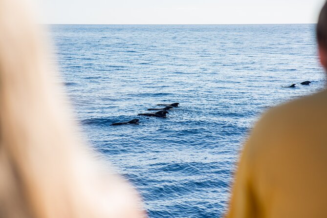 Royal Delfin 3H Dolphin & Whale Watching! Swimming & Lunch! - Booking and Cancellation Policy