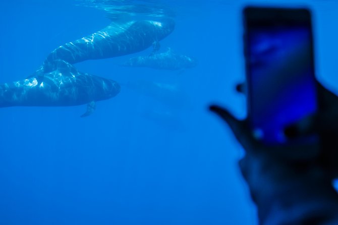 Royal Delfin - 45H Dolphin & Whale Watching - Los Gigantes Masca - Lunch & Swim - On-Board Dining Experience