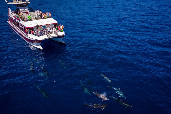 Royal Delfin - 45H Dolphin & Whale Watching - Los Gigantes Masca - Lunch & Swim - Booking and Accessibility