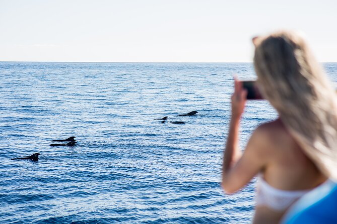 Royal Dolphin Whale watching excursion - Key Points