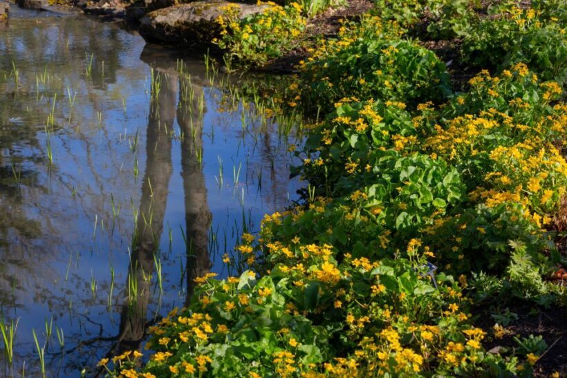 Royal Horticultural Society: Harlow Carr Garden Ticket - Who Will Love This Garden?