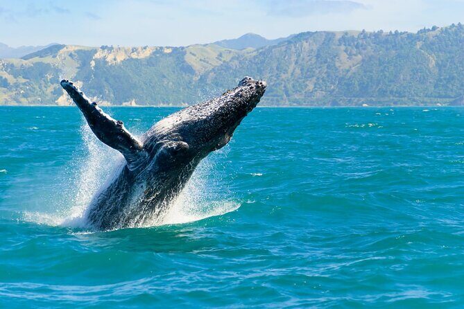 Royal Humpback Whale Exploration - The Itinerary and What to Expect
