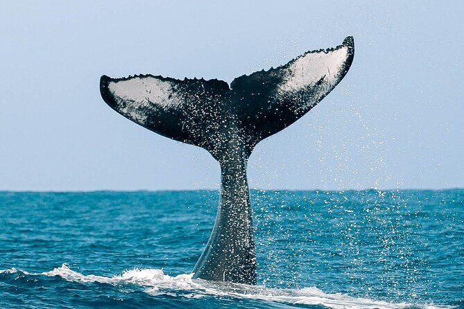Royal Humpback Whale Exploration - Who This Tour Is Best Suited For
