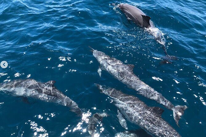 Royal Humpback Whale Exploration - The Sum Up