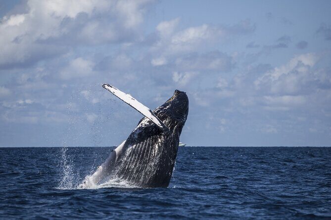 Royal Humpback Whale Exploration - FAQ