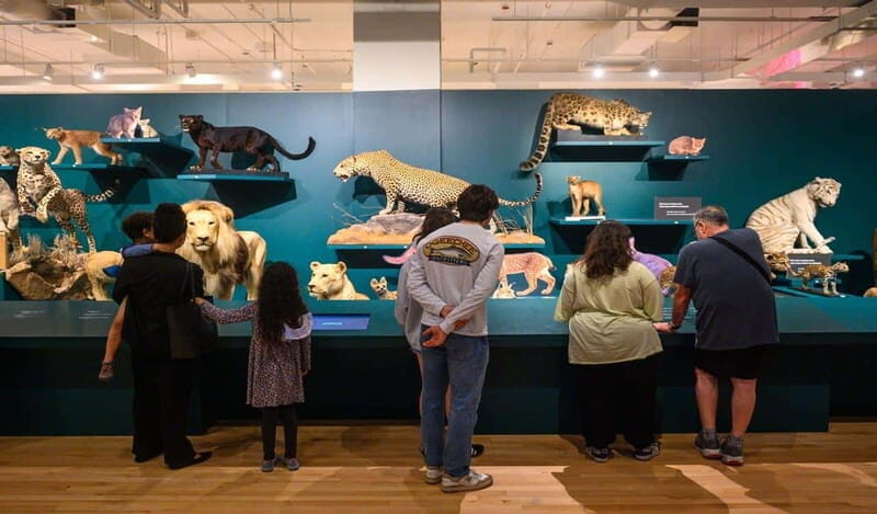 Royal Ontario Museum Revealed: A Guided Tour Through History - Introduction: Why This Tour Could Be a Great Choice