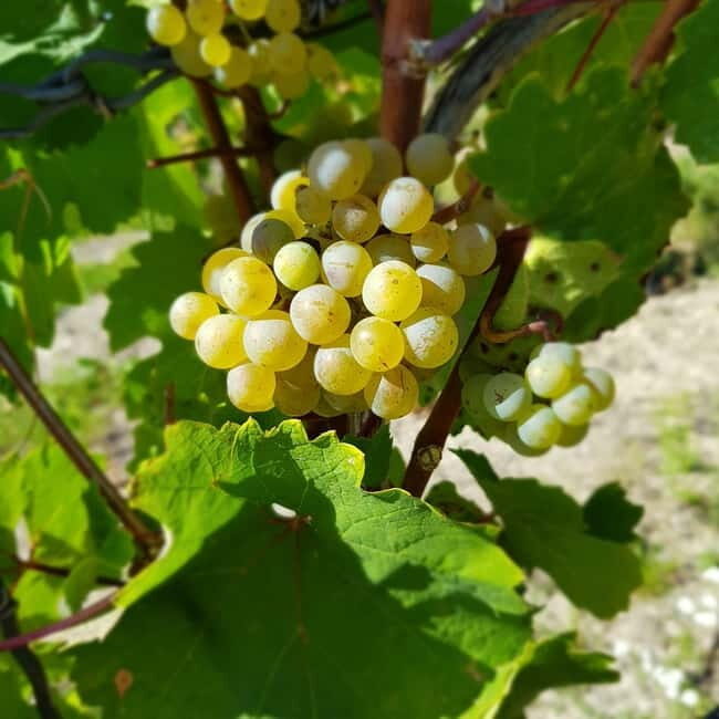 Rüdesheim - Wine tasting - A journey of pleasure through 5 wines - What to Expect from the Rüdesheim Wine Tasting