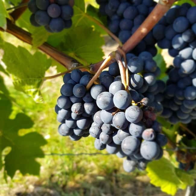 Rüdesheim - Wine tasting - A journey of pleasure through 5 wines - Who Would Enjoy This Tour?