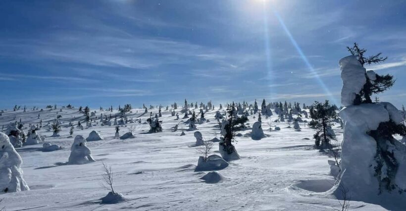 Ruka: Riisitunturi National Park with lunch. - A Closer Look at the Tour Experience