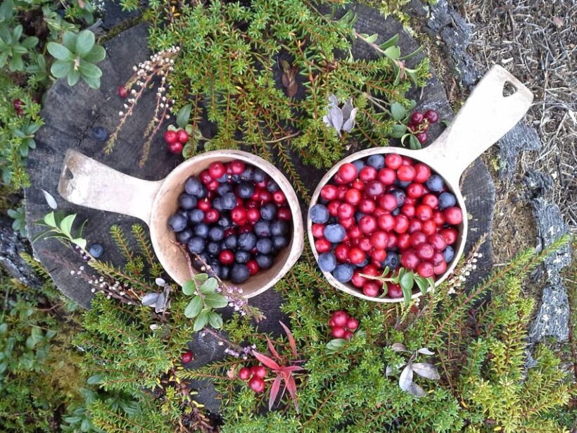 Ruka : Strength from nature  Hiking trip - An In-Depth Look at the Ruka Nature Safari