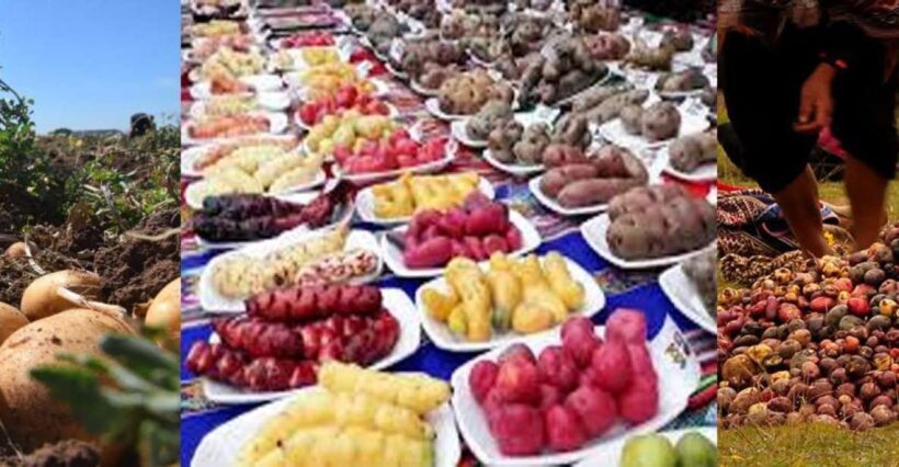 Rural Community Tourism in the Potato Park - Sacred Valley - Key Points