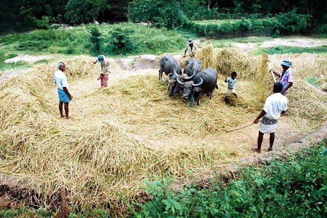 Rural Sri Lanka (13 N / 14 D) - Who Will Love This Tour?