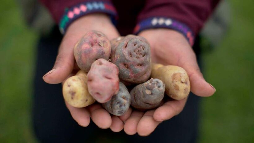 Rural Tourism in the Potato Park - Sacred Valley - Introduction: What’s Special About This Tour?