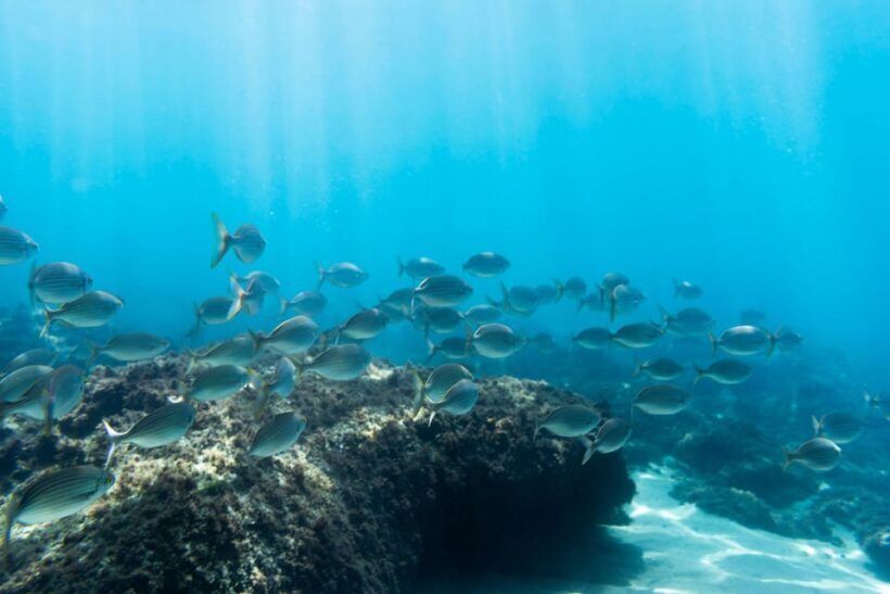 S. Miguel: Snorkeling adventure in Caloura - FAQ
