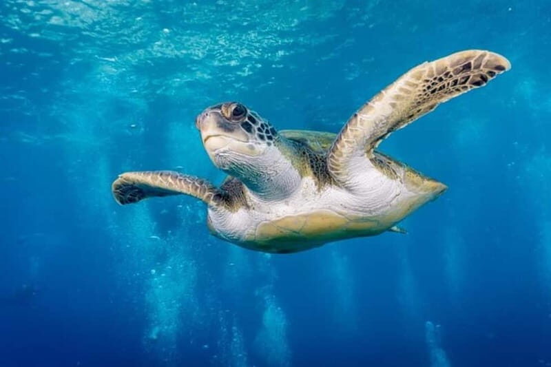 S. Tenerife: Exciting Boat Dive for Beginners to Turtle Bay - Who Should Consider This Tour?