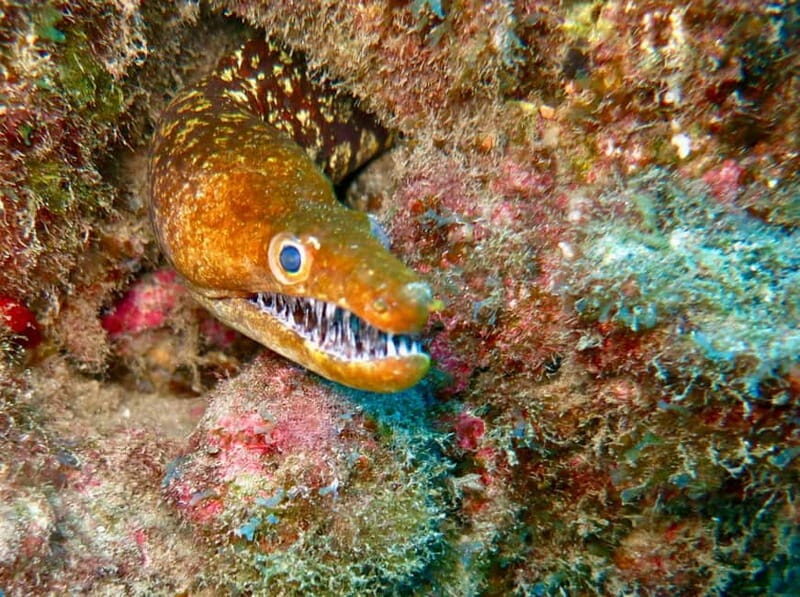 S. Tenerife: Exciting Boat Dive for Beginners to Turtle Bay - The Sum Up