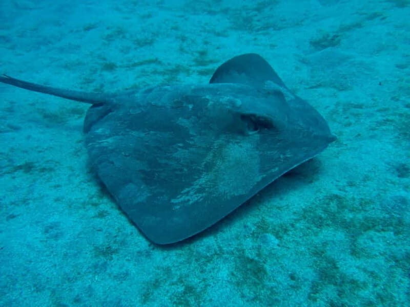 S. Tenerife: Exciting Boat Dive for Beginners to Turtle Bay - Frequently Asked Questions