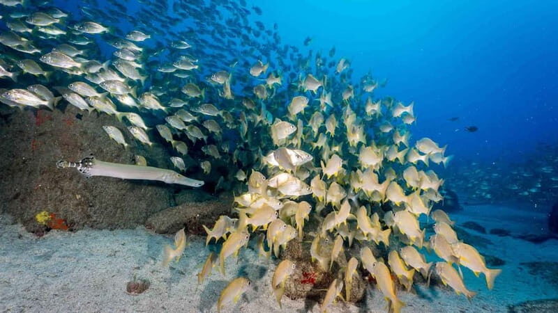 S Tenerife: Guided Boat Dive for Qualified Divers - What’s Included and What to Expect