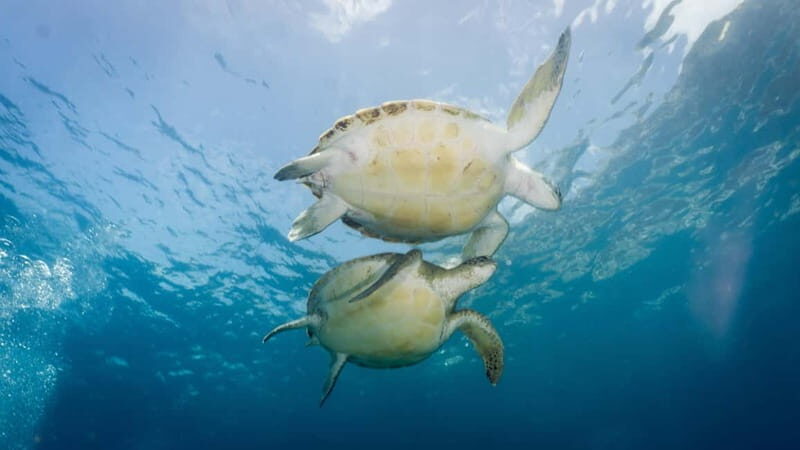 S Tenerife: Guided Boat Dive for Qualified Divers - The Experience of the Guides