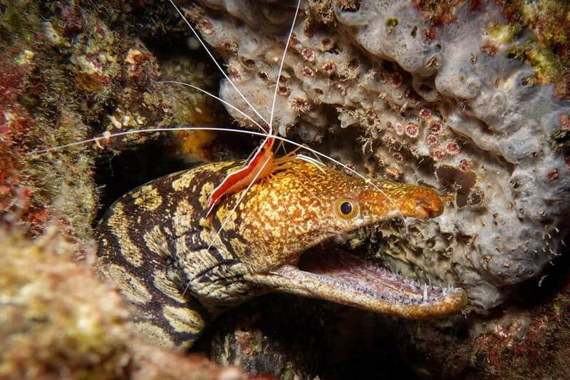 S Tenerife: Guided Boat Dive for Qualified Divers - The Sum Up