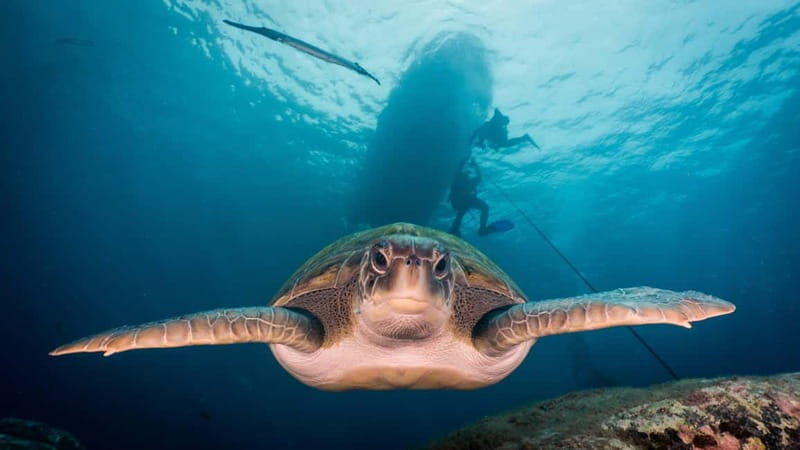 S Tenerife: Guided Boat Dive for Qualified Divers - FAQ