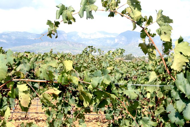 Sa Clasta Mallorca Wine Tours - Key Points