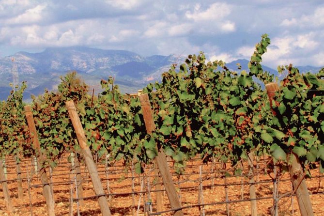 Sa Clasta Wine Tours, Mallorca - Frequently Asked Questions