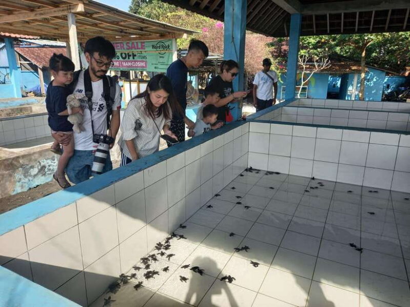 Saba Beach: Horse Riding & Turtle Release Experience - The Logistics and Practicalities