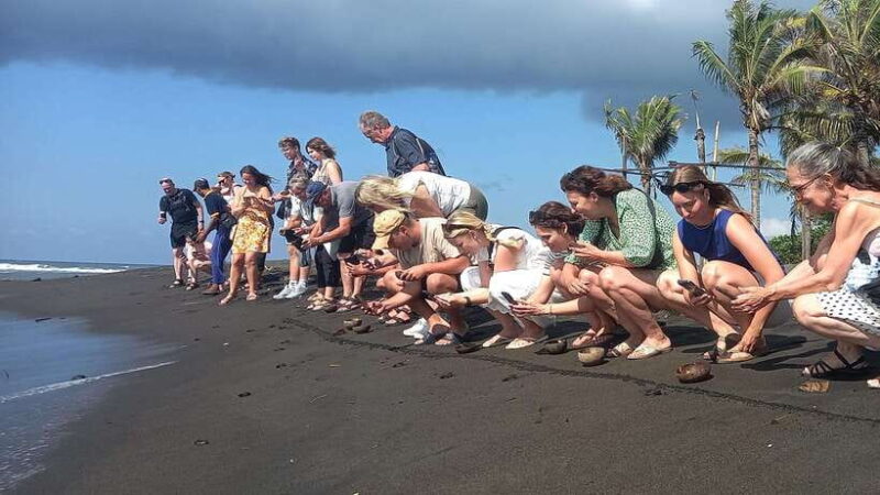 Saba Beach: Horse Riding & Turtle Release Experience - Authentic Insights from Reviews