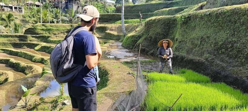 Saba Beach: Horse Riding & Turtle Release Experience - The Sum Up