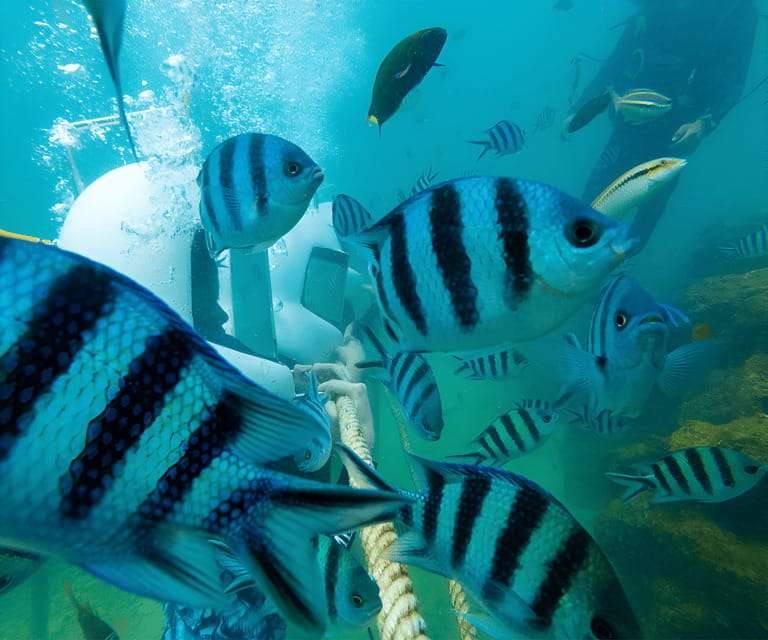 Sabah: Dreamer Island Snorkeling Day Tour Ticket - What the Reviews Say