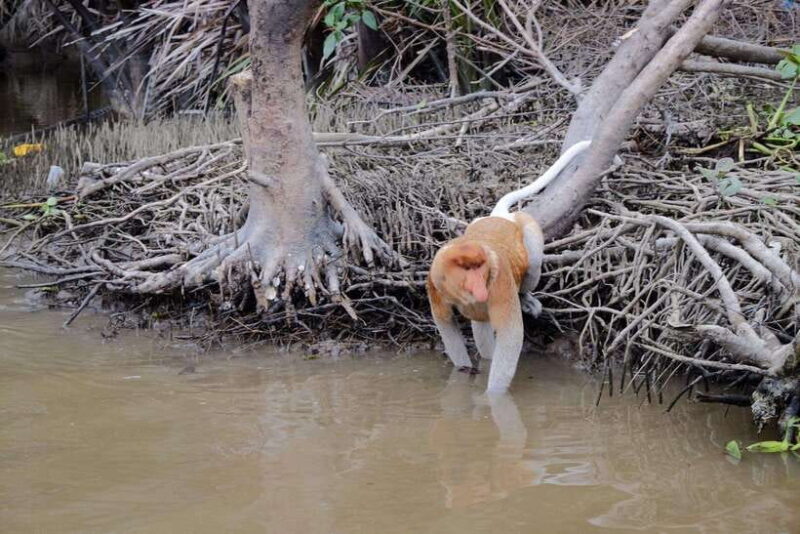 Sabah: Kawa Kawa Fireflies Sunset Cruise - Key Points