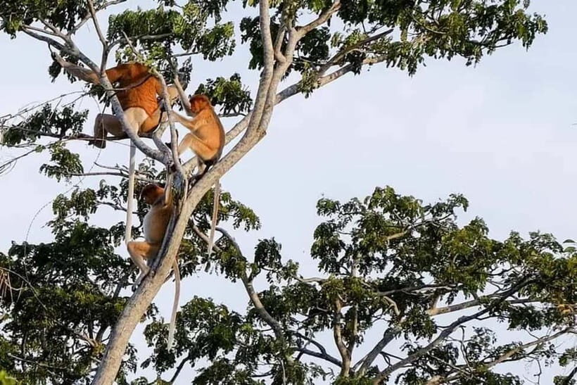 Sabah: Kawa Kawa Private River Cruise w/ Monkeys & Fireflies - An In-Depth Look at the Kawa Kawa River Cruise