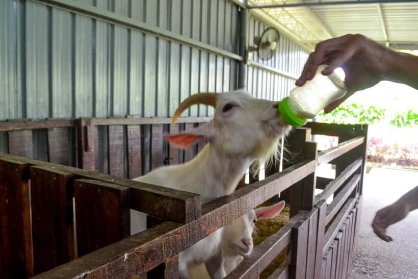 Sabah: Kinabalu Park, Poring Hot Springs & Desa Farm Tour - FAQ