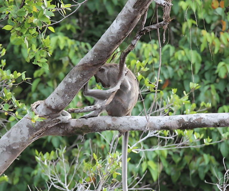Sabah: Klias River Cruise Day Tour Ticket - FAQ