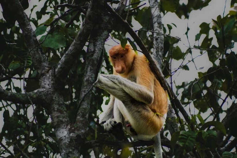 Sabah: Mangrove Fireflies, and Sky Mirror Dream Beach Tour - An In-Depth Look at the Sabah Mangrove Fireflies and Sky Mirror Tour