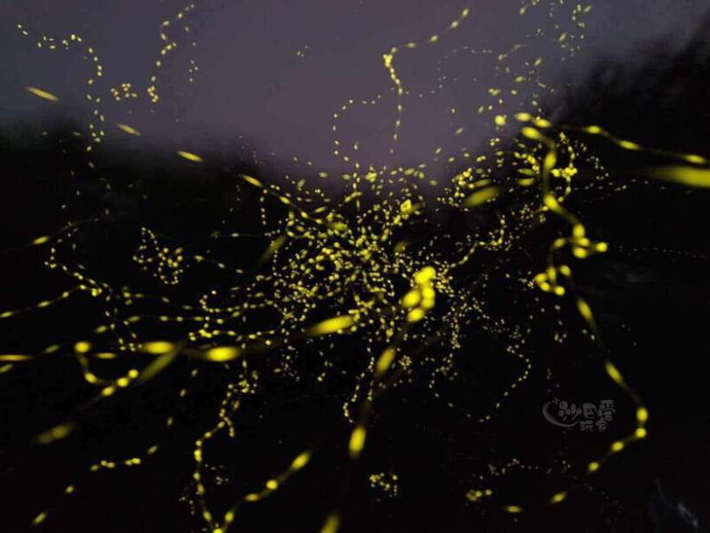 Sabah: Mangrove Fireflies, and Sky Mirror Dream Beach Tour - Key Points