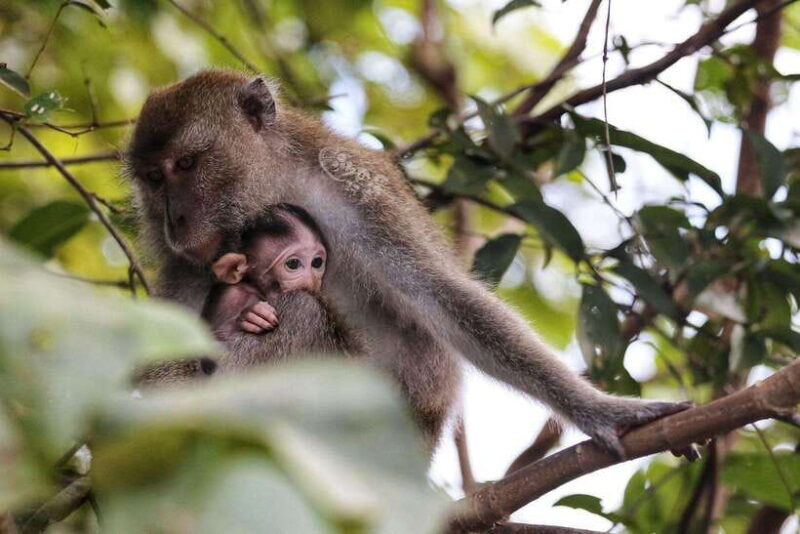 Sabah: Mangrove Fireflies, and Sky Mirror Dream Beach Tour - Why This Tour Stands Out