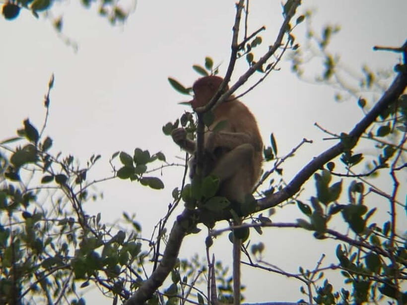 Sabah: Weston Wetland River Cruise with Dinner - Introduction