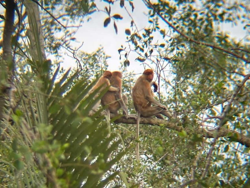Sabah: Weston Wetland River Cruise with Dinner - The Wildlife Encounters: Proboscis Monkeys and More