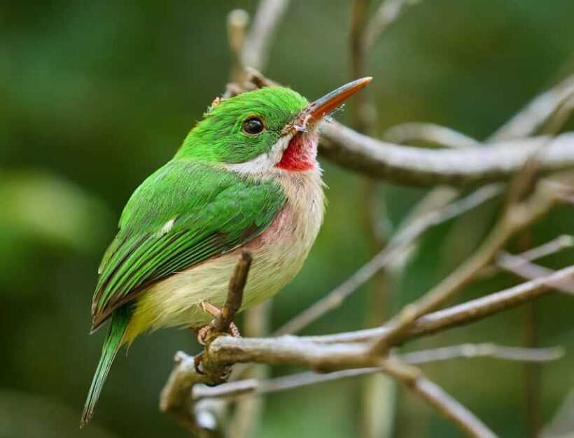 Sabana de la Mar: Private Los Haitises Hike and Kayak - Key Points