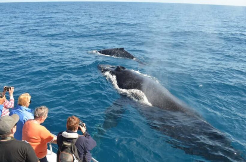 Sabana de la mar: Private Whale Watching Samana bay - Key Points